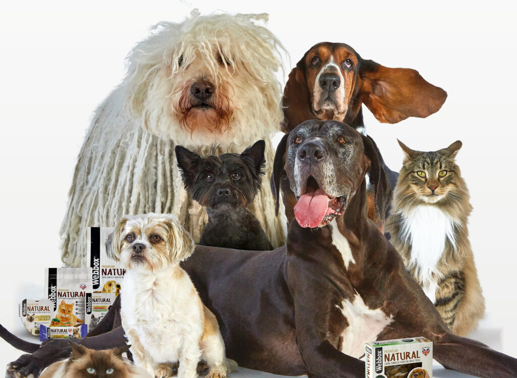 Sale's One launches multi-channel campaign for Pets Choice - Prolific North