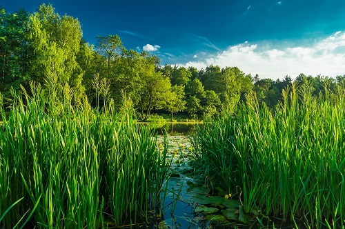 Stone Junction handed technical brief in York by Fera Science ...