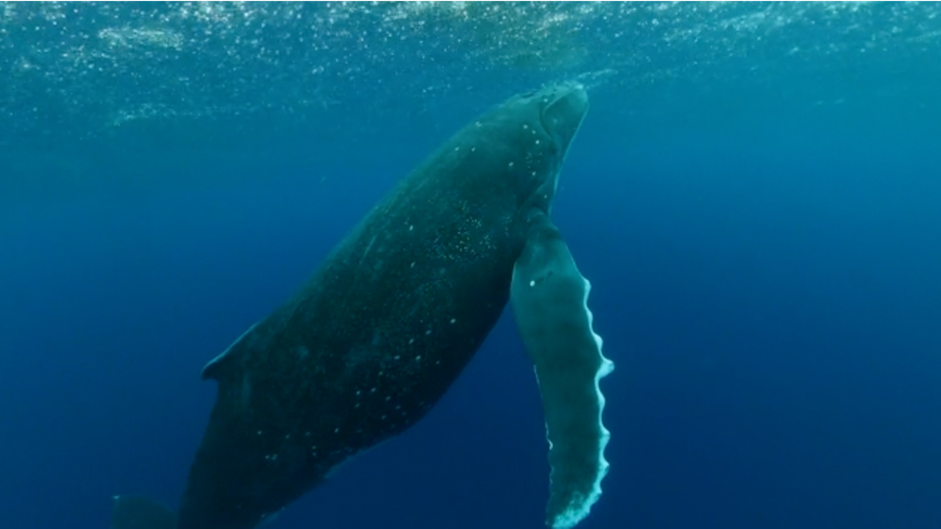 Immotion releases Humpback Whales VR experience - Prolific North