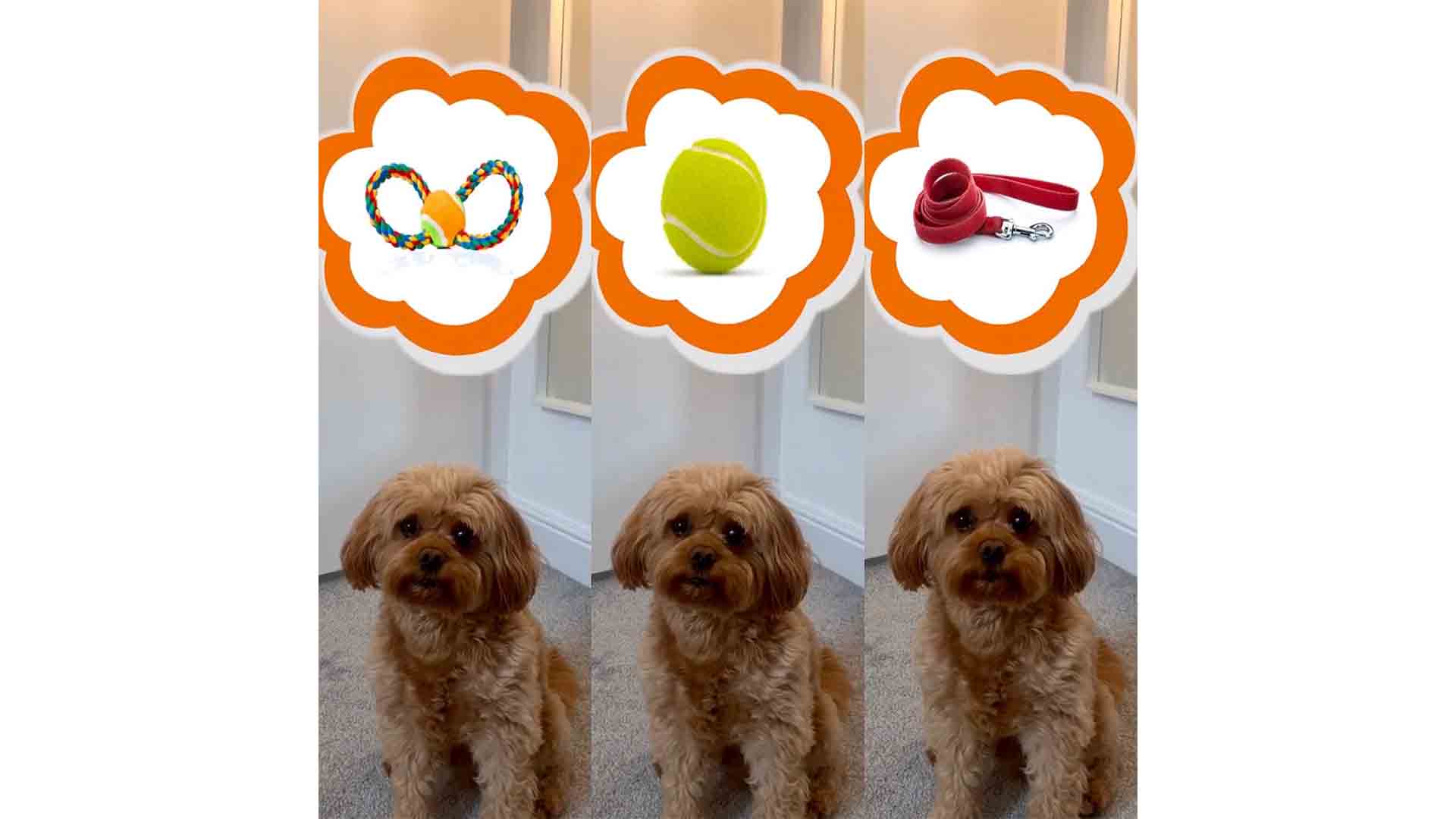 Extreme creates AR Insta dog filter - Prolific North