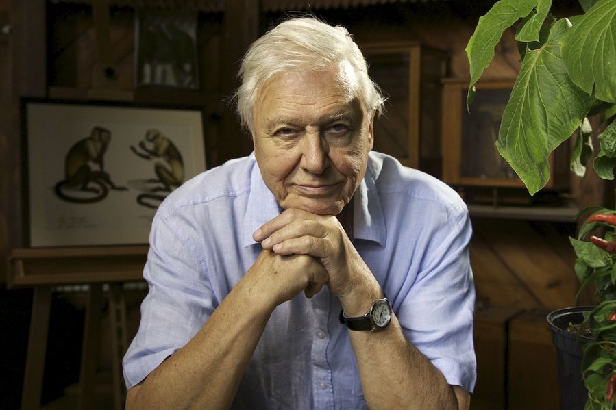 David Attenborough backs “transparency” call for Channel 4’s future ...