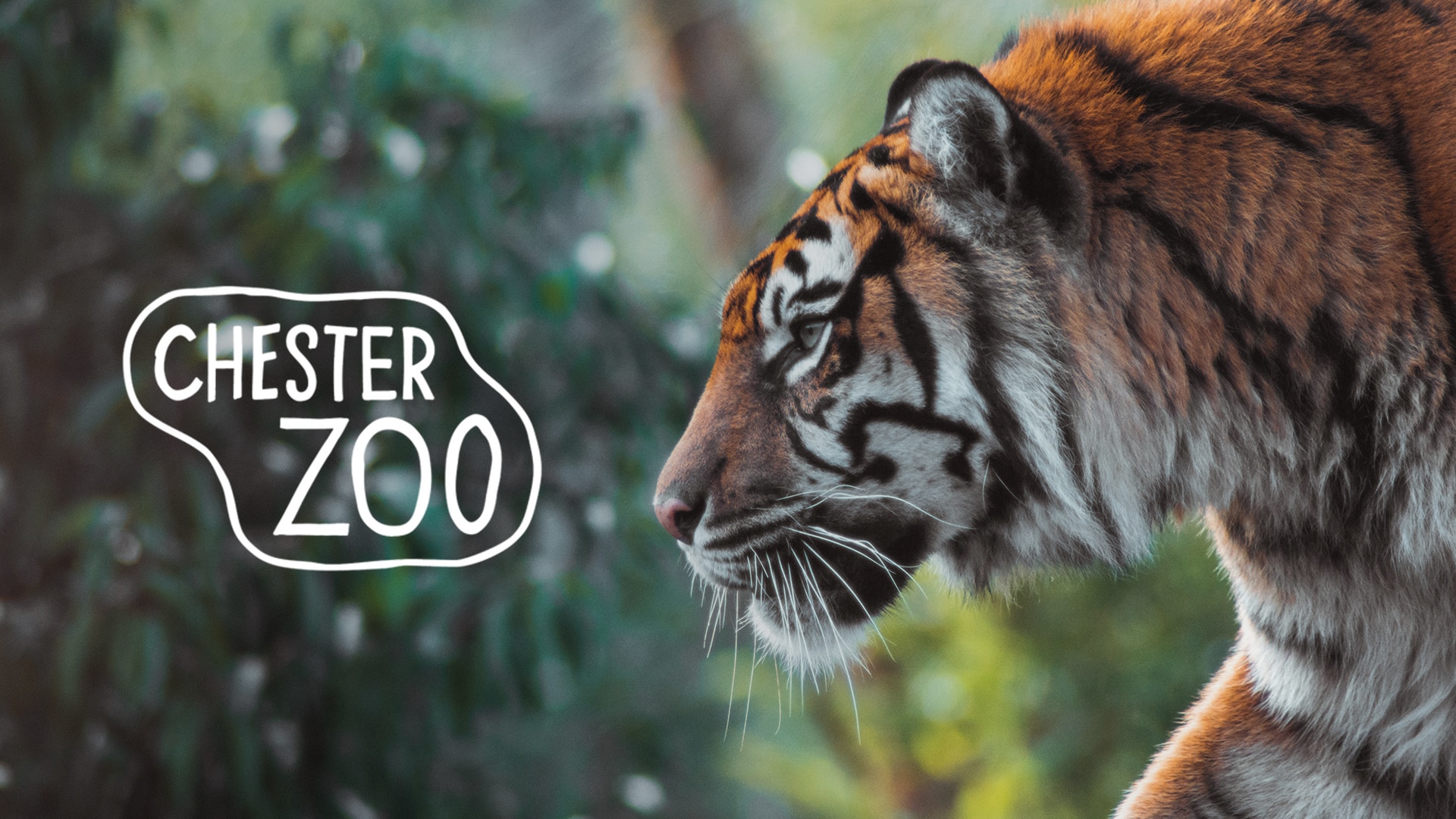 Chester Zoo and MBNA team up for social media climate-education drive ...