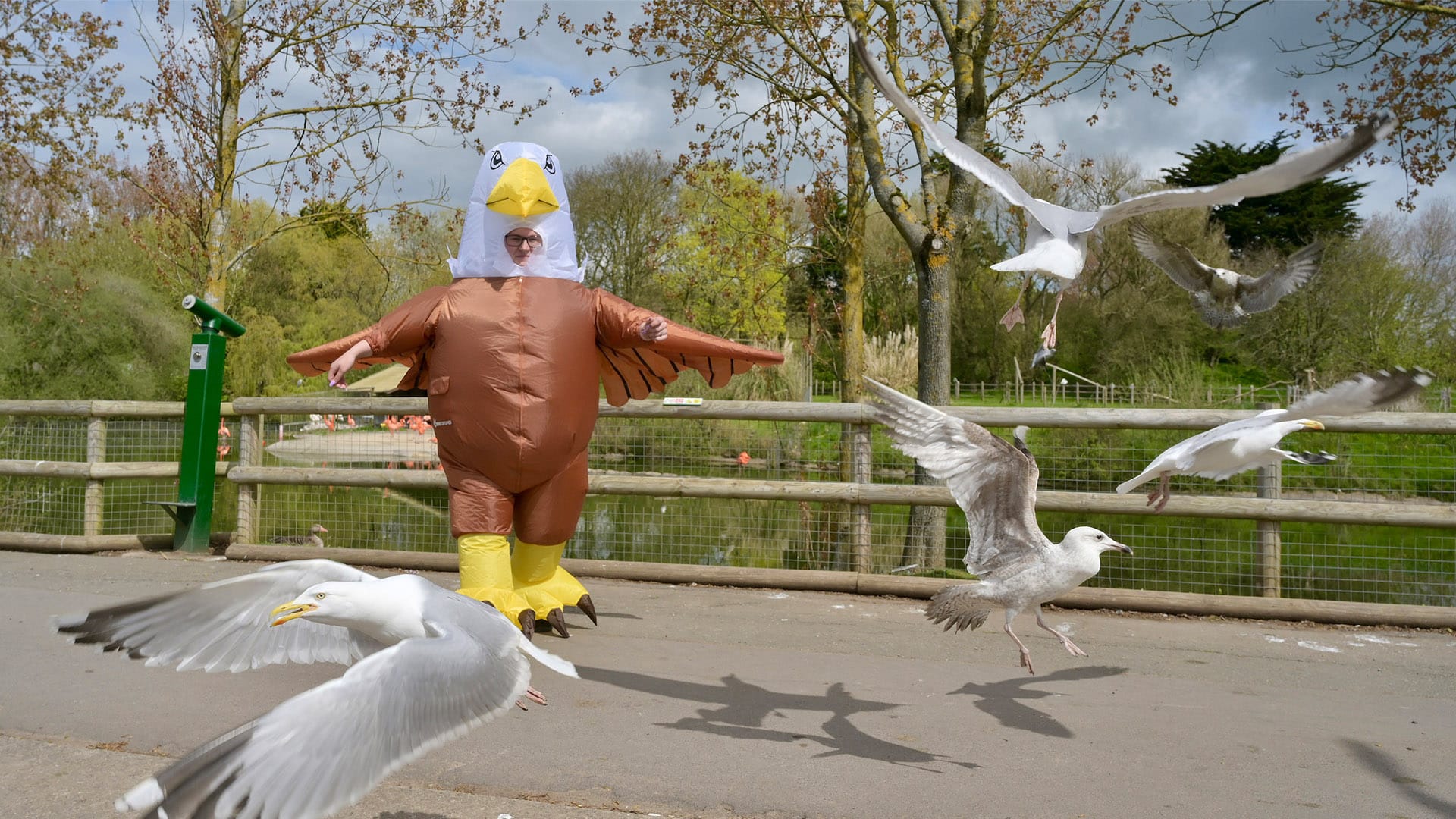 How Blackpool Zoo’s Human Seagull deterrent story took flight ...
