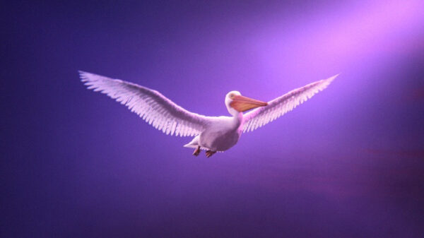 McCann Manchester and Royal London launch new multi-channel campaign ...