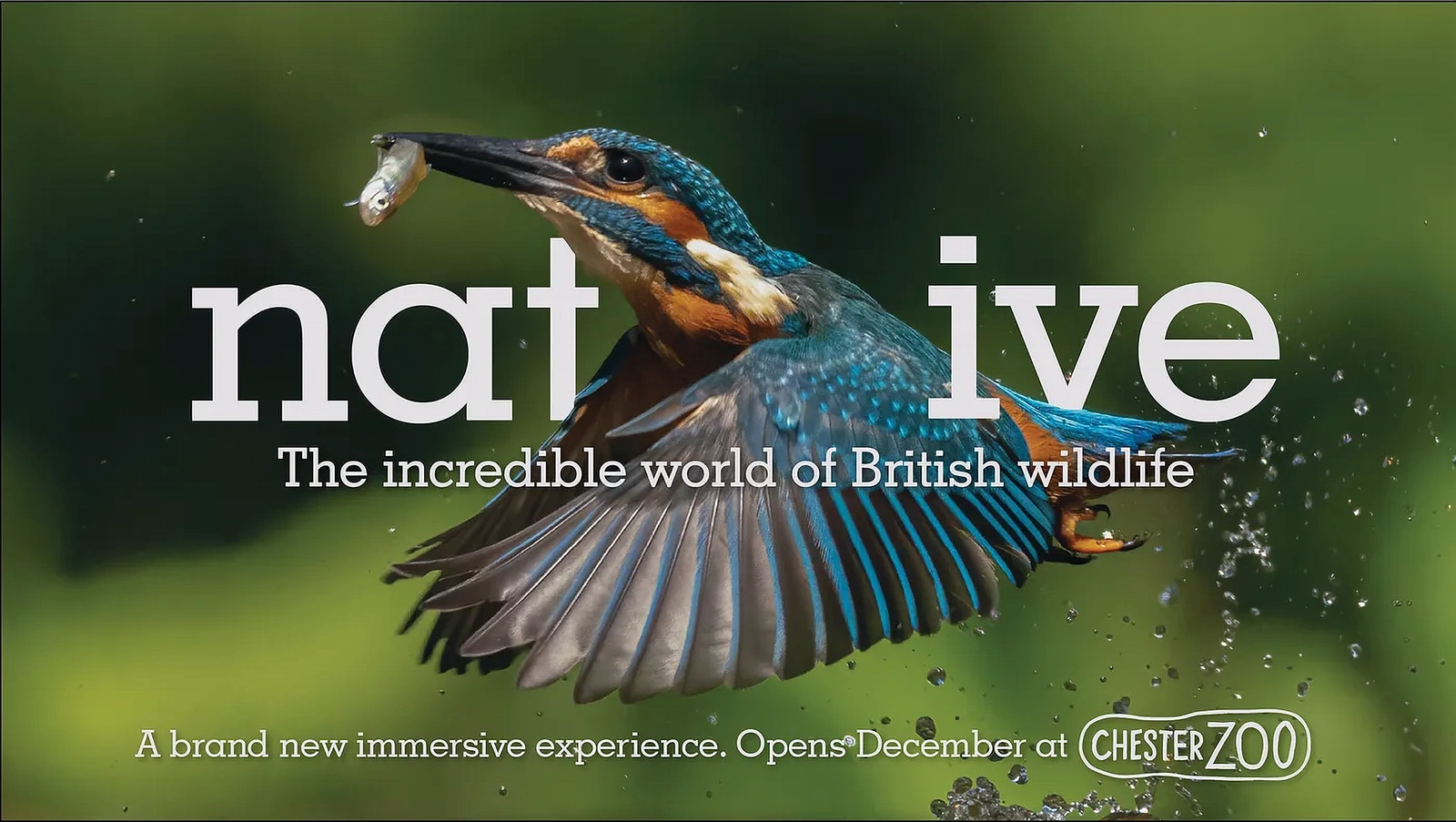 Meanwhile, Chief, Chester Zoo and Grande Experiences offer a 360° look ...