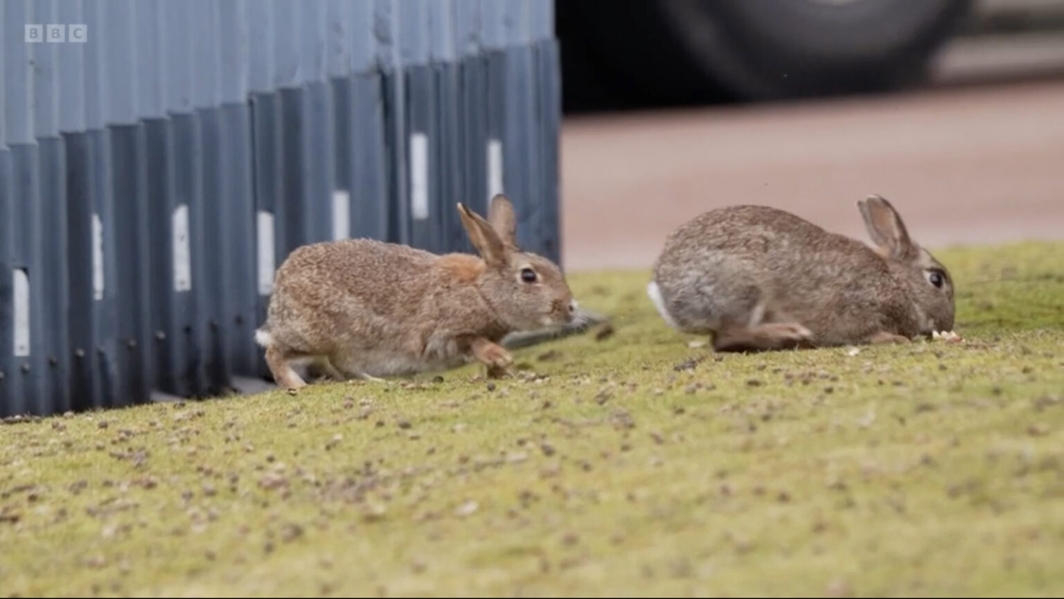 Aberdeen's rabbit roundabout residents steal the show on BBC Scotland ...