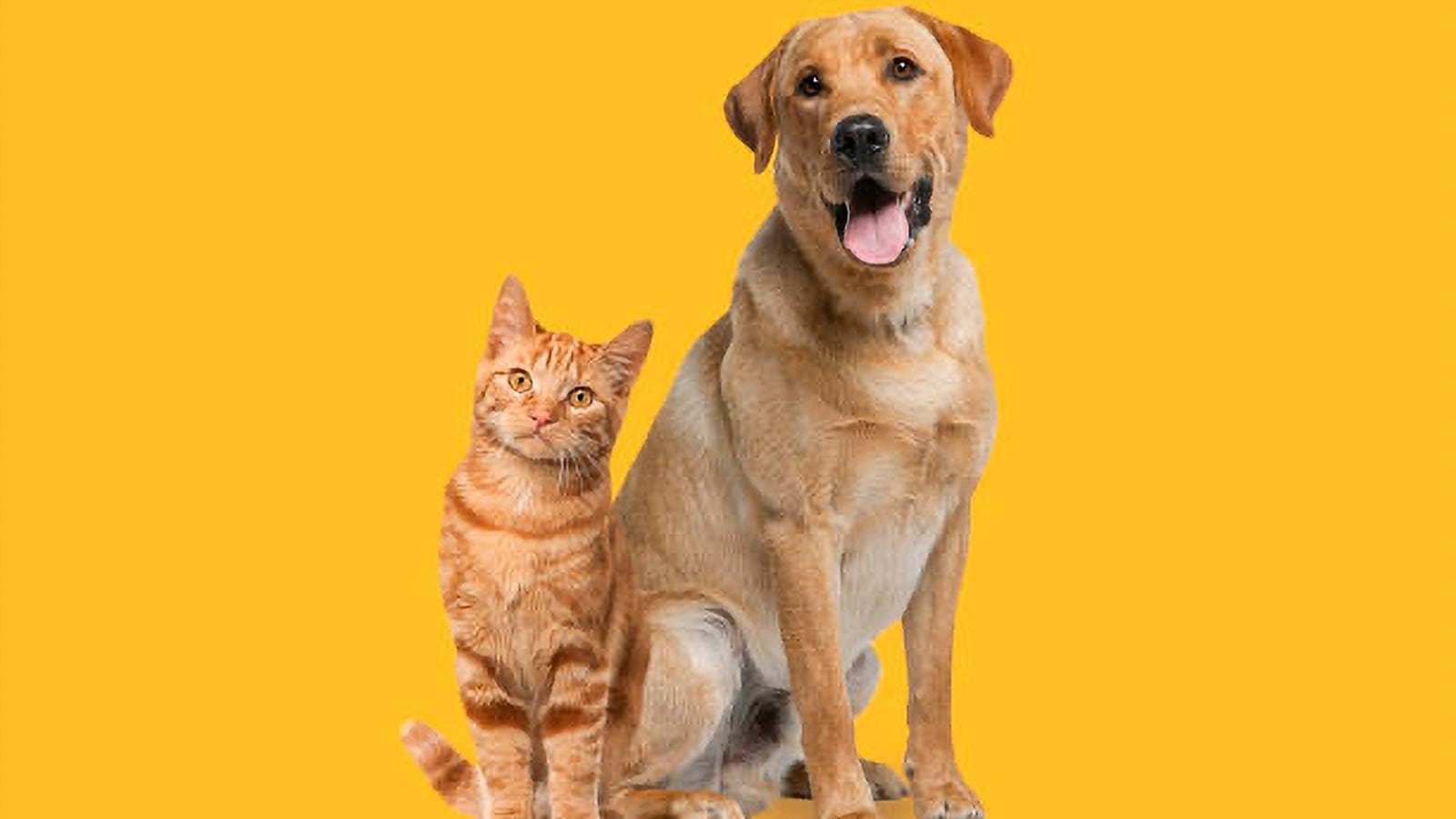 Citypress wins brief for pet nutrition specialist - Prolific North