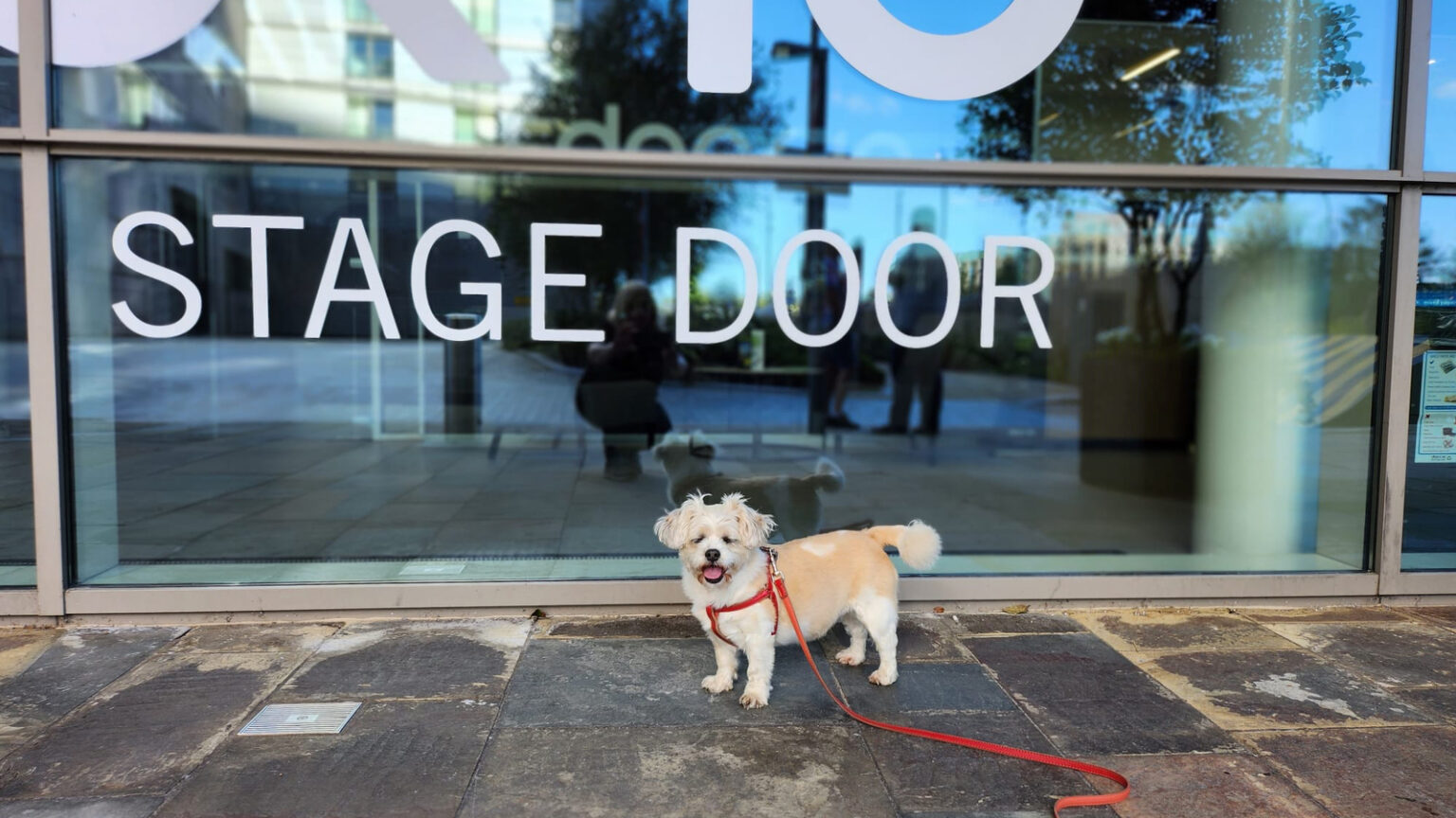 Media City animal agency celebrates casting wins with Netflix and ITV ...